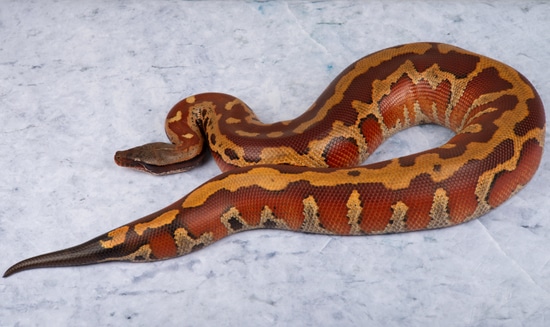 Marter X RedBull Blood Python by Arrowhead Serpents