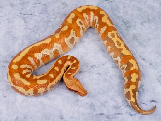 T+ Albino (Pos Het T-) Blood Python by Arrowhead Serpents