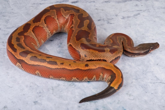 Normal (Adult) Blood Python by Arrowhead Serpents