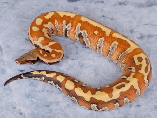 Karma (Double Het T+/T- Albino) Blood Python by Arrowhead Serpents