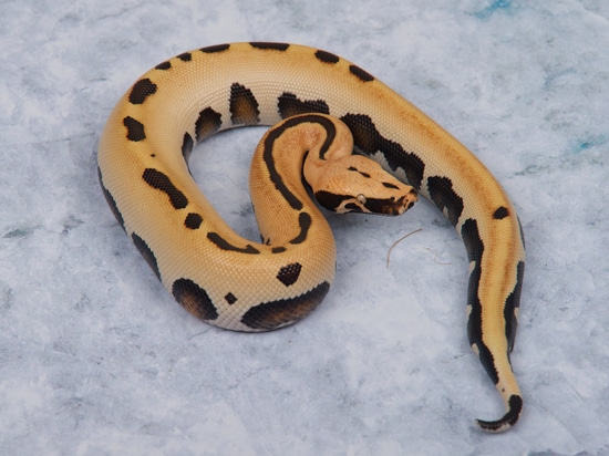Golden-Eye 50% Het T+ Albino Blood Python by Arrowhead Serpents