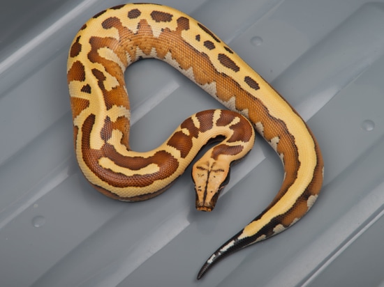 Redhead Genetic Stripe (VPI Line) 50% Het T+ Albino Blood Python by ...