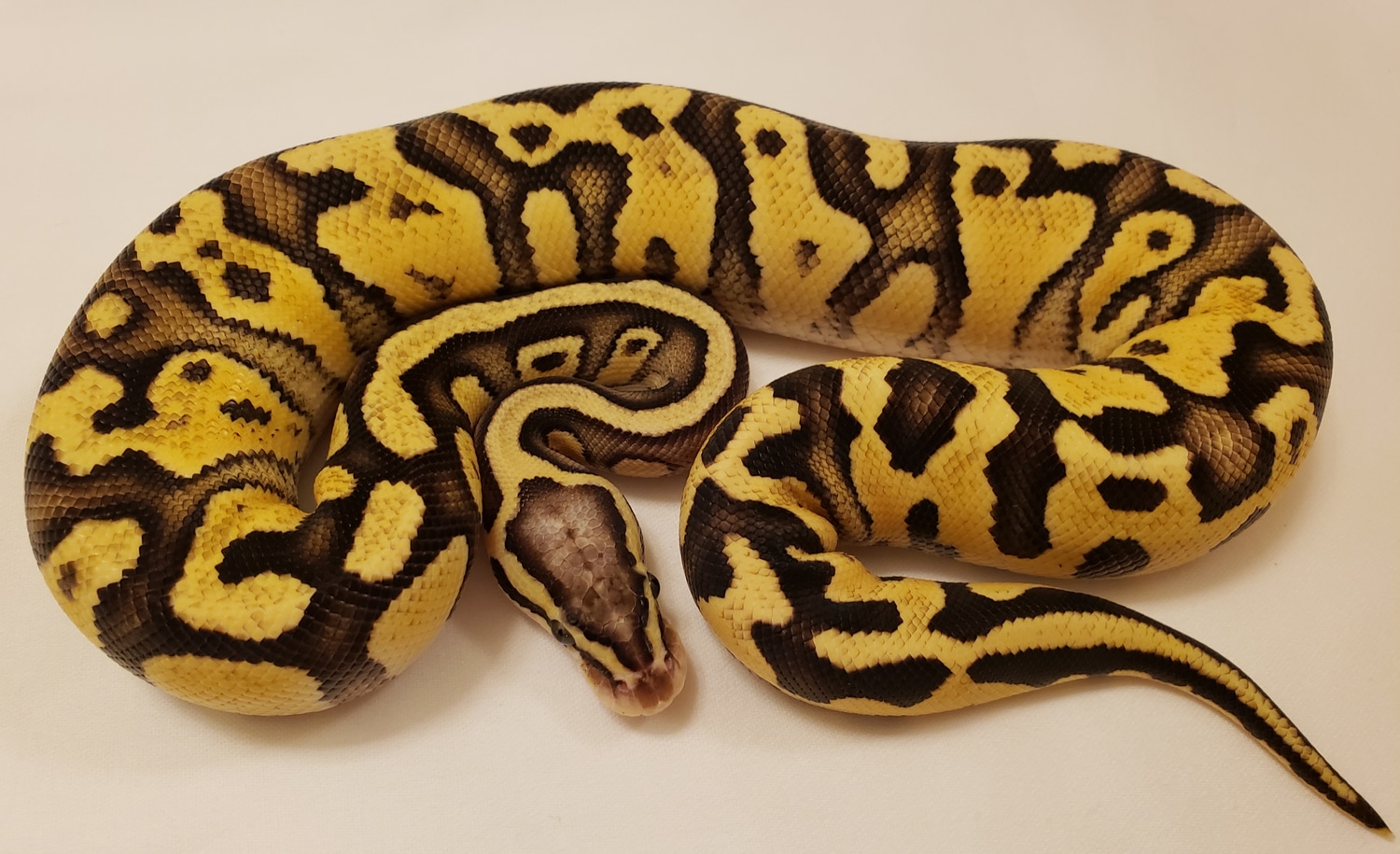 Firefly DH Clown Pied Ball Python by Python Paradise - MorphMarket