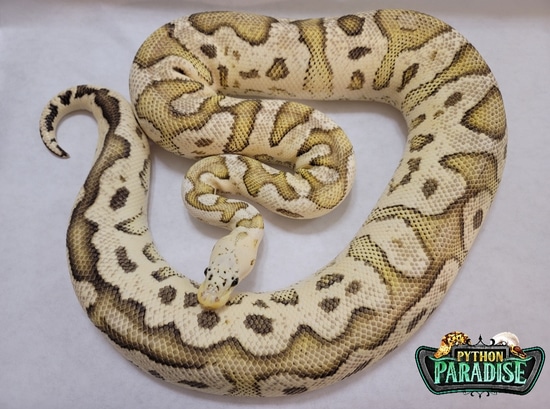Firefly Clown Ball Python by Python Paradise