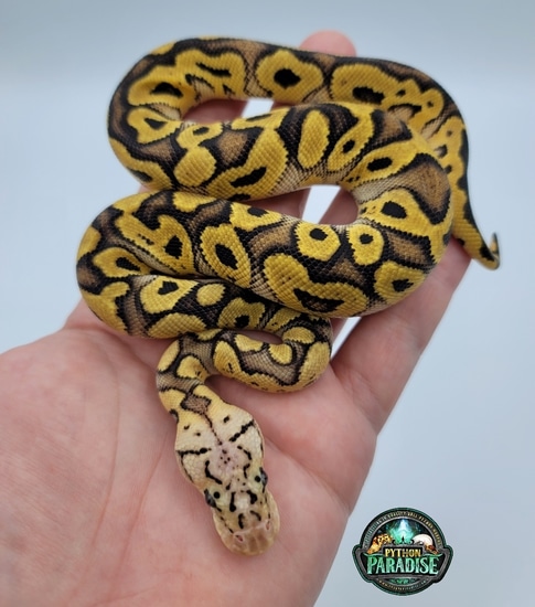 Pastel GHI Clown Ball Python by Python Paradise