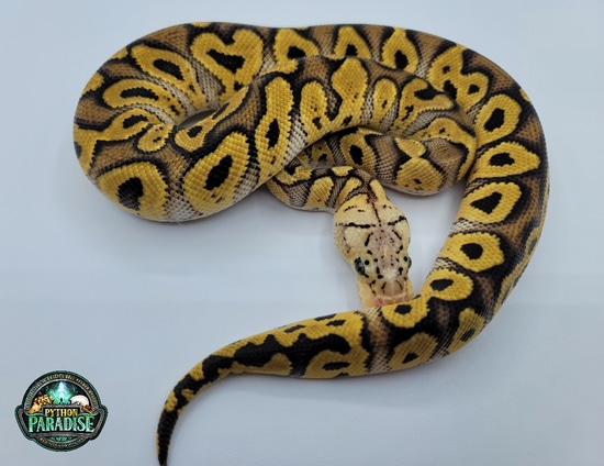 Pastel GHI Clown Ball Python by Python Paradise