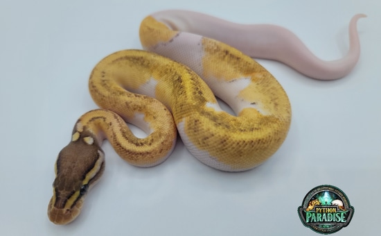 Pastel Mojave Pied 66%het Clown (Possible Enchi) Ball Python by Python ...