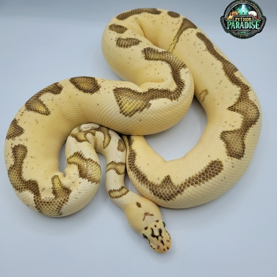 Enchi Firefly Clown Ball Python by Python Paradise
