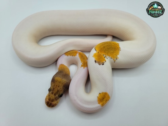 Mojave Yellow Belly Clown Pied Ball Python by Python Paradise
