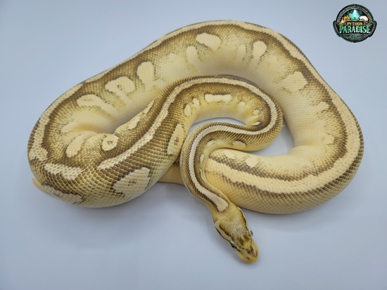 Superfly Mojave DH Clown Pied (Proven Breeder) Ball Python by Python ...