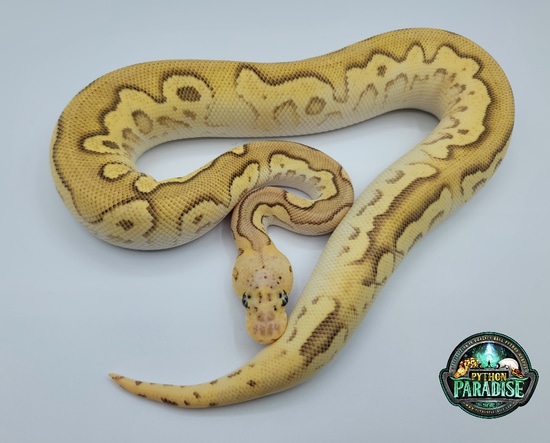 Firefly Mojave Clown Het Pied (Possible Yellow Belly) Ball Python by Python Paradise