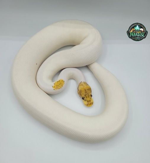 Fire Mojave Yellow Belly Clown Pied Ball Python by Python Paradise