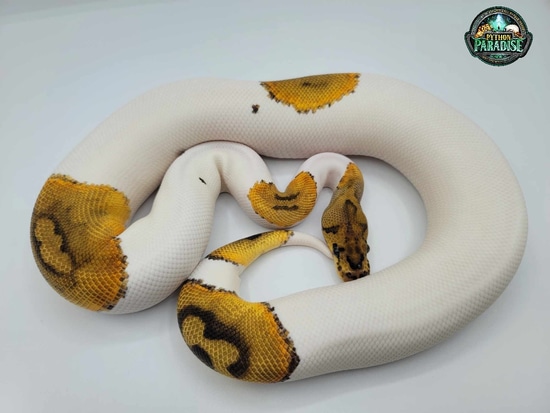 Clown Pied Ball Python by Python Paradise