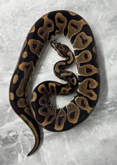 Leopard Scaleless Head Ball Python by Rebellion Reptiles and Exotics