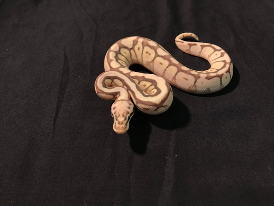 Queen Bee Ball Python by Aaron's Reptiles