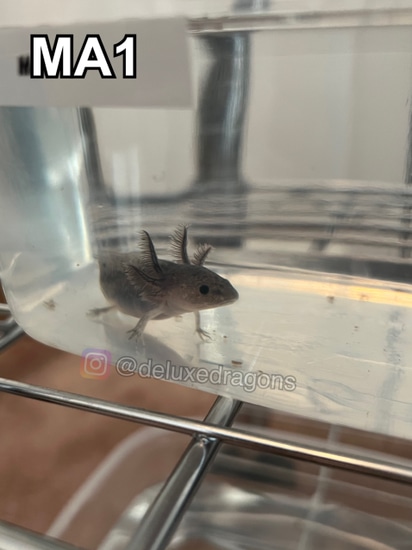 Melanoid Axanthic Axolotl by Aaryn's Animals