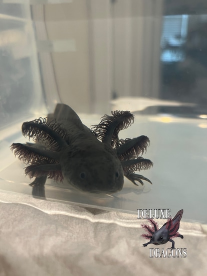 PET-ONLY Melanoid Axolotl by Aaryn's Animals