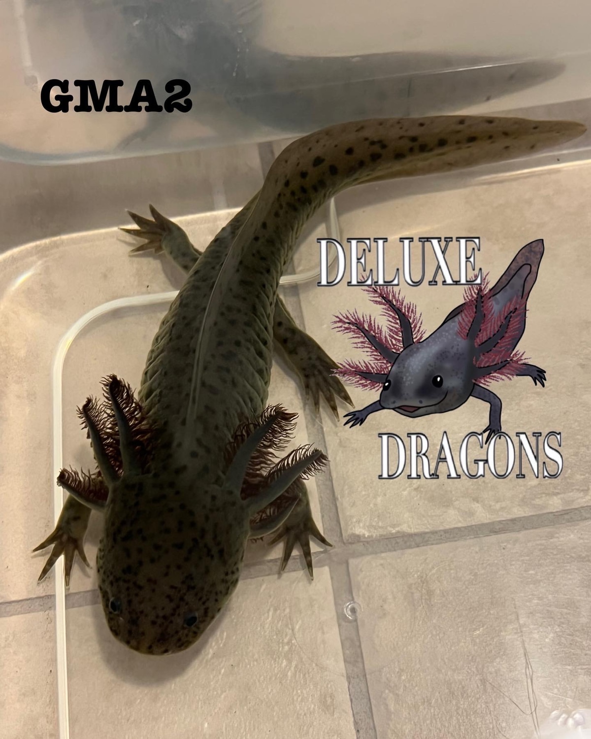 GFP Melanoid Axanthic Axolotl by Aaryn's Animals - MorphMarket