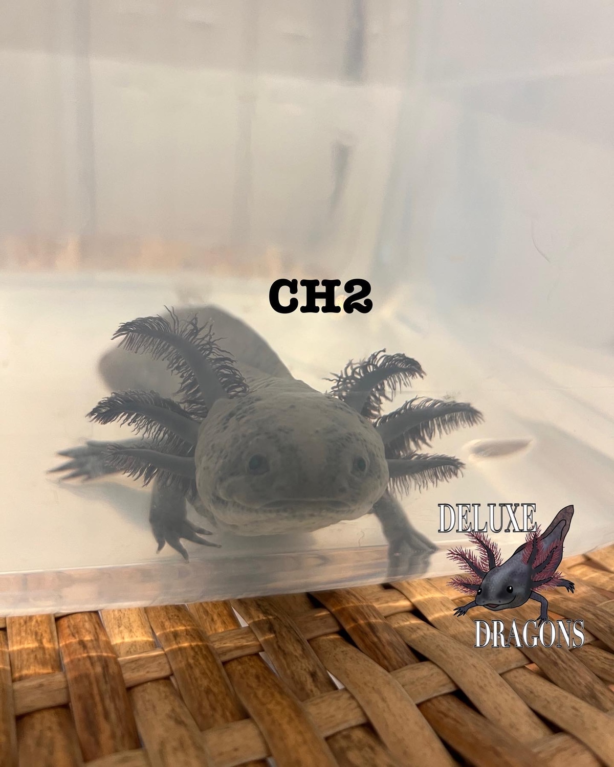 Charity GFP Melanoid Axolotl by Aaryn's Animals - MorphMarket