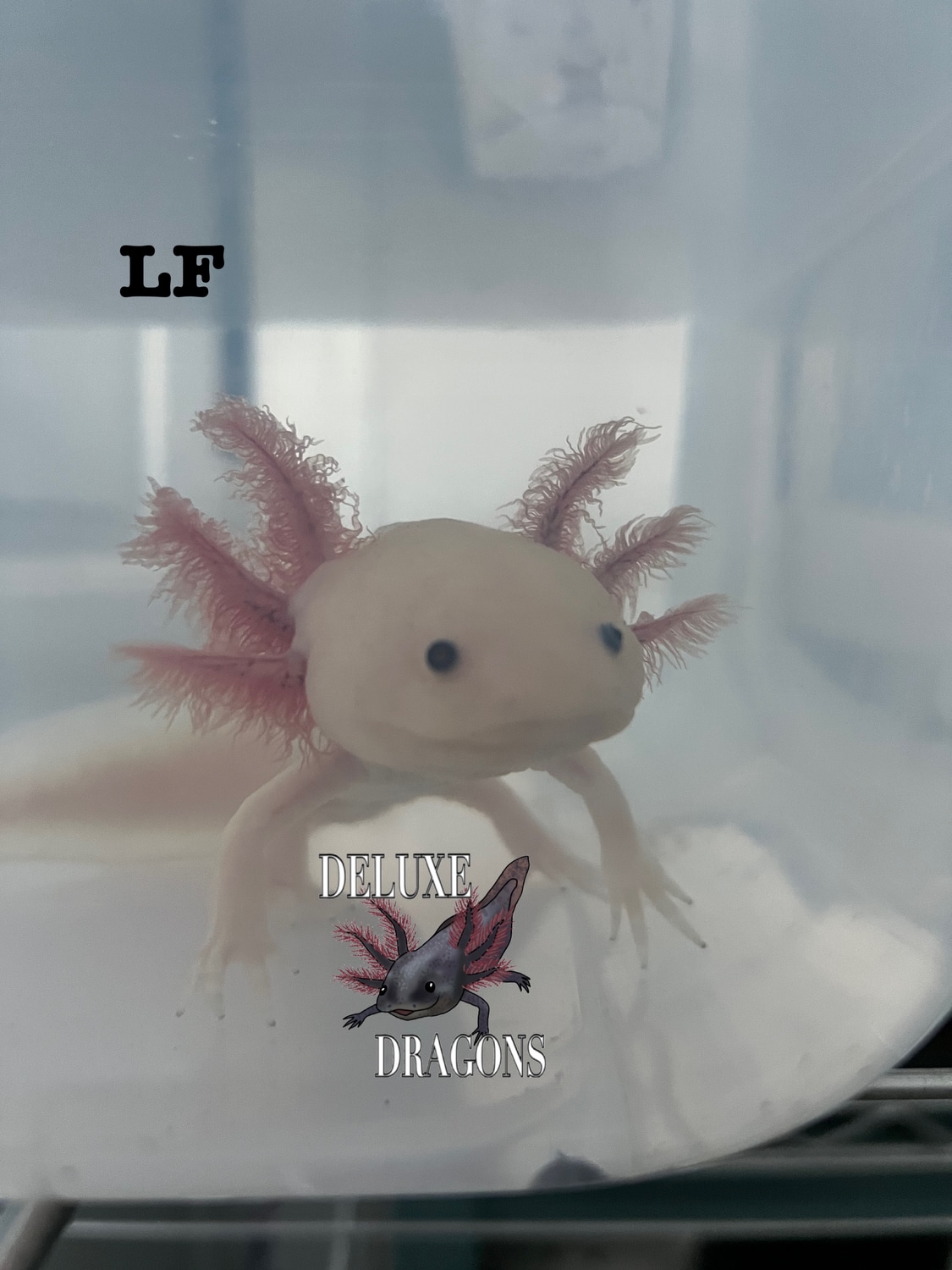 PET-ONLY Melanoid Leucistic Axolotl by Deluxe Dragons - MorphMarket