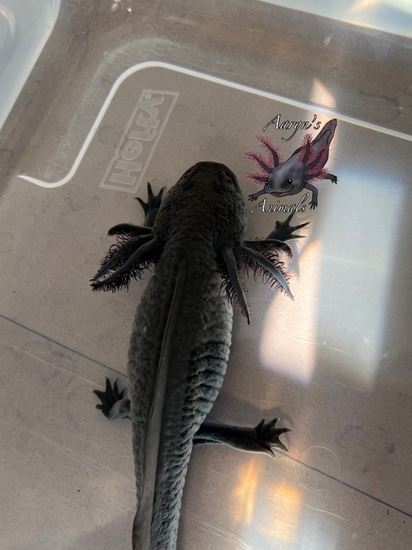 Gorgeous RLG Melanoid Axolotl by Aaryn's Animals