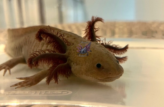 RLG Copper Melanoid Pet-Only Axolotl by Aaryn's Animals