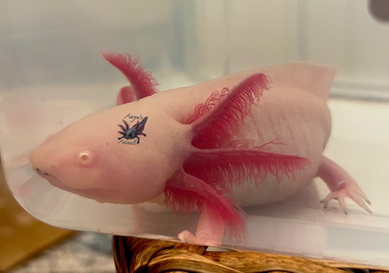 RLG Leucistic Albino Pet-Only Axolotl by Aaryn's Animals