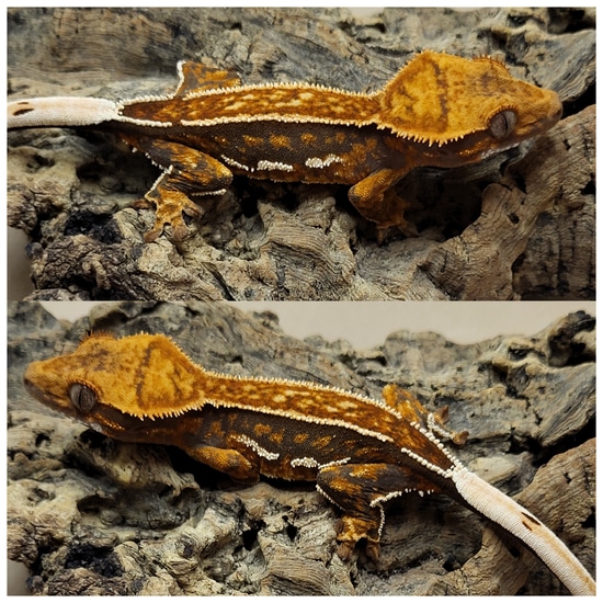 Quad-Stripe Empty Back NPV Crested Gecko by AB Exotics