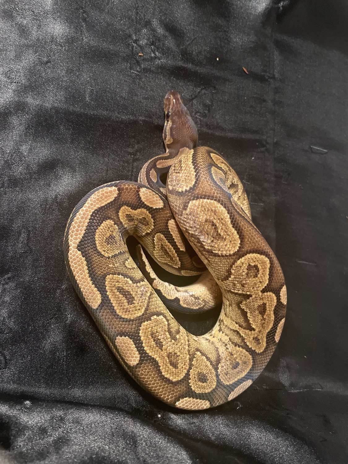 Cinnamon Calico Ball Python by A.B.A.B. Scales - MorphMarket