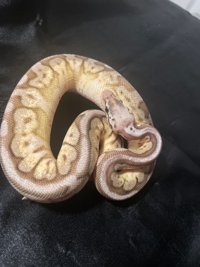 Pastel Cinnamon Spider Ball Python by A.B.A.B. Scales