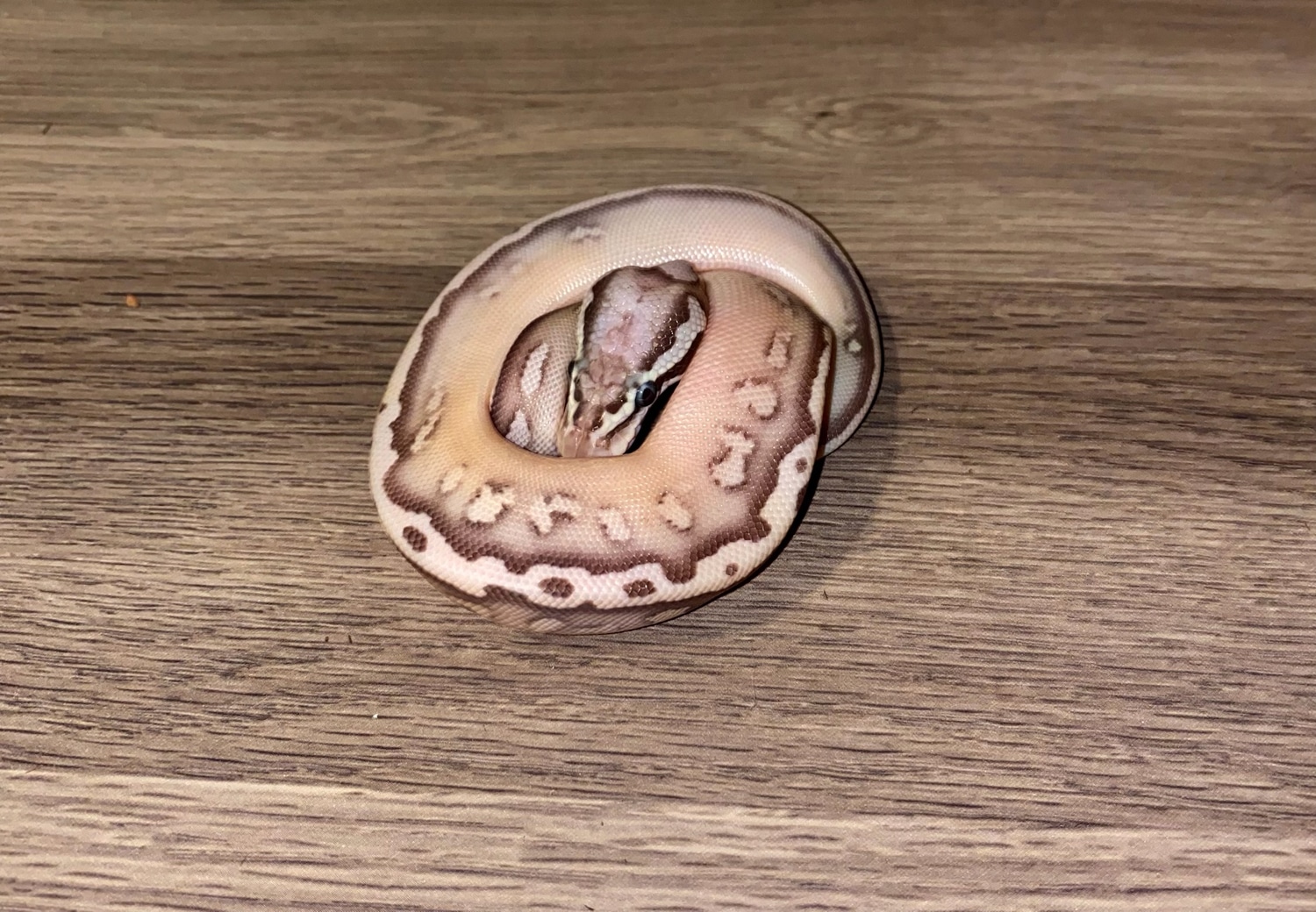 Butter Fire Pastel Clown Ball Python by A.B.A.B. Scales - MorphMarket