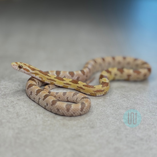 Amber Male Corn Snake by Wreptile