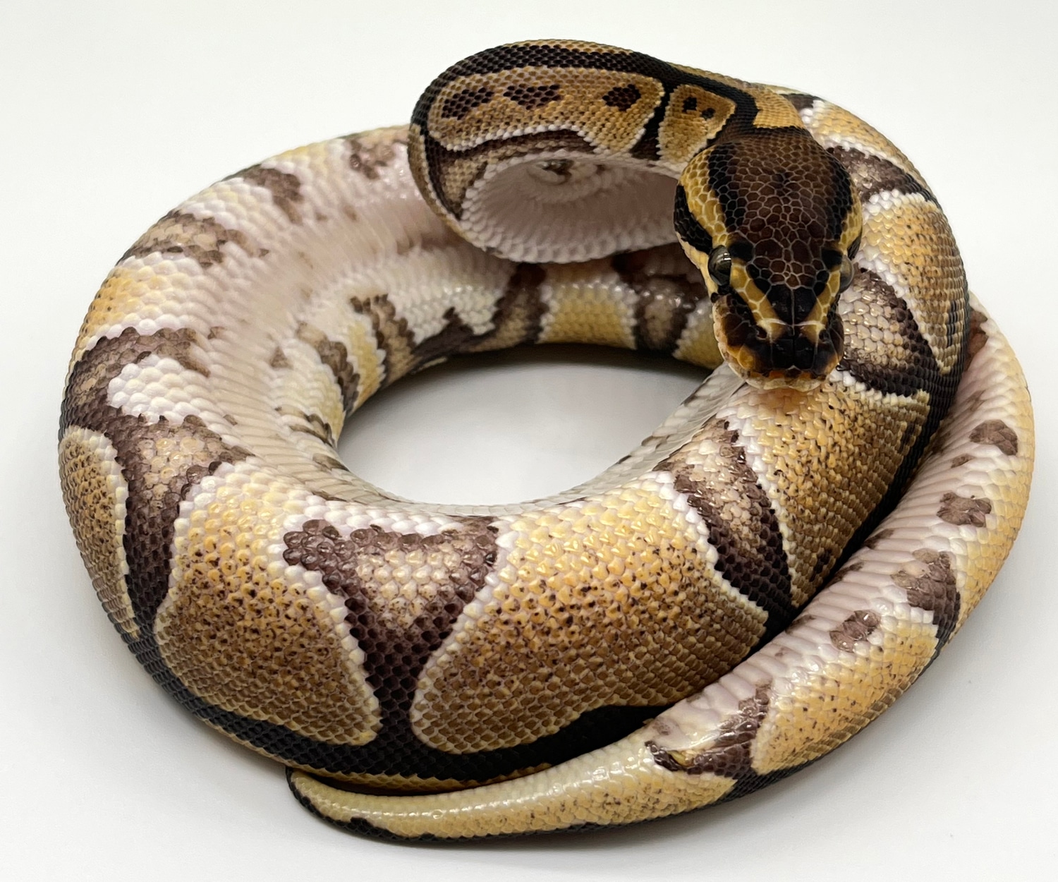 Enchi Vanilla Het Clown Ball Python by Python Madness - MorphMarket