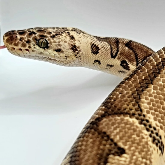 Pastel Clown Poss Ball Python by Sneaky Snakes Pythons Pastel Clown Poss Ball Python by Sneaky Snakes Pythons