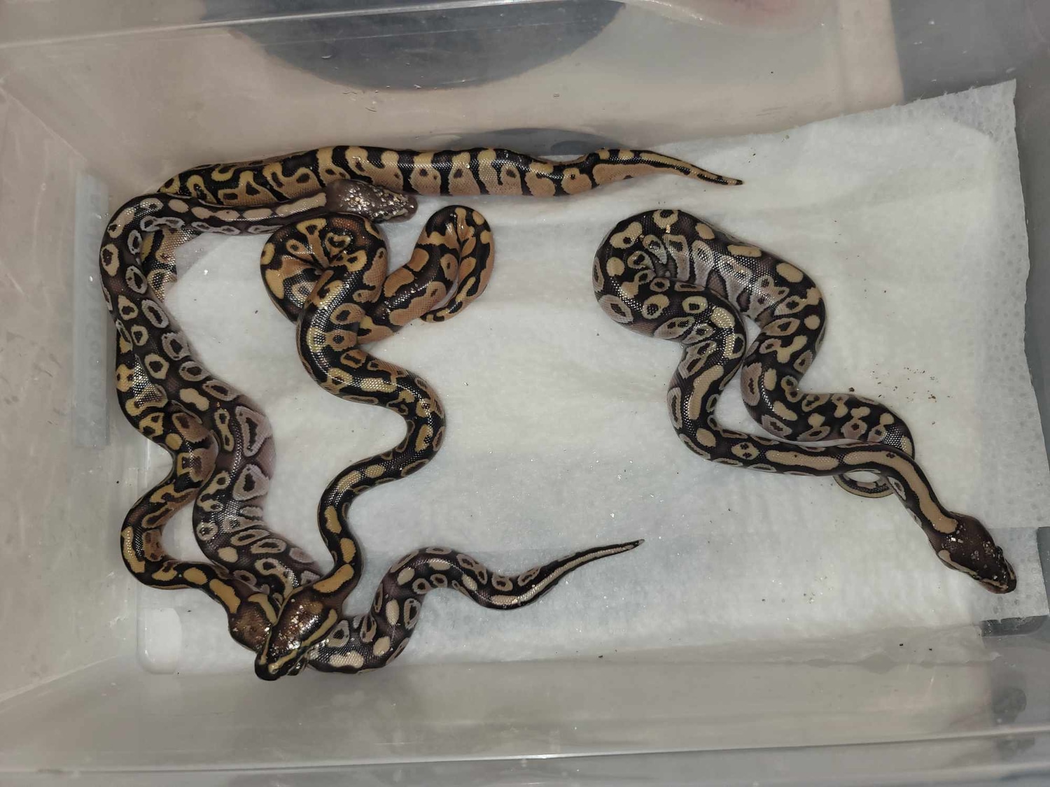 Ball Python Clutch: 23-05 by Sneaky Snakes Pythons - MorphMarket