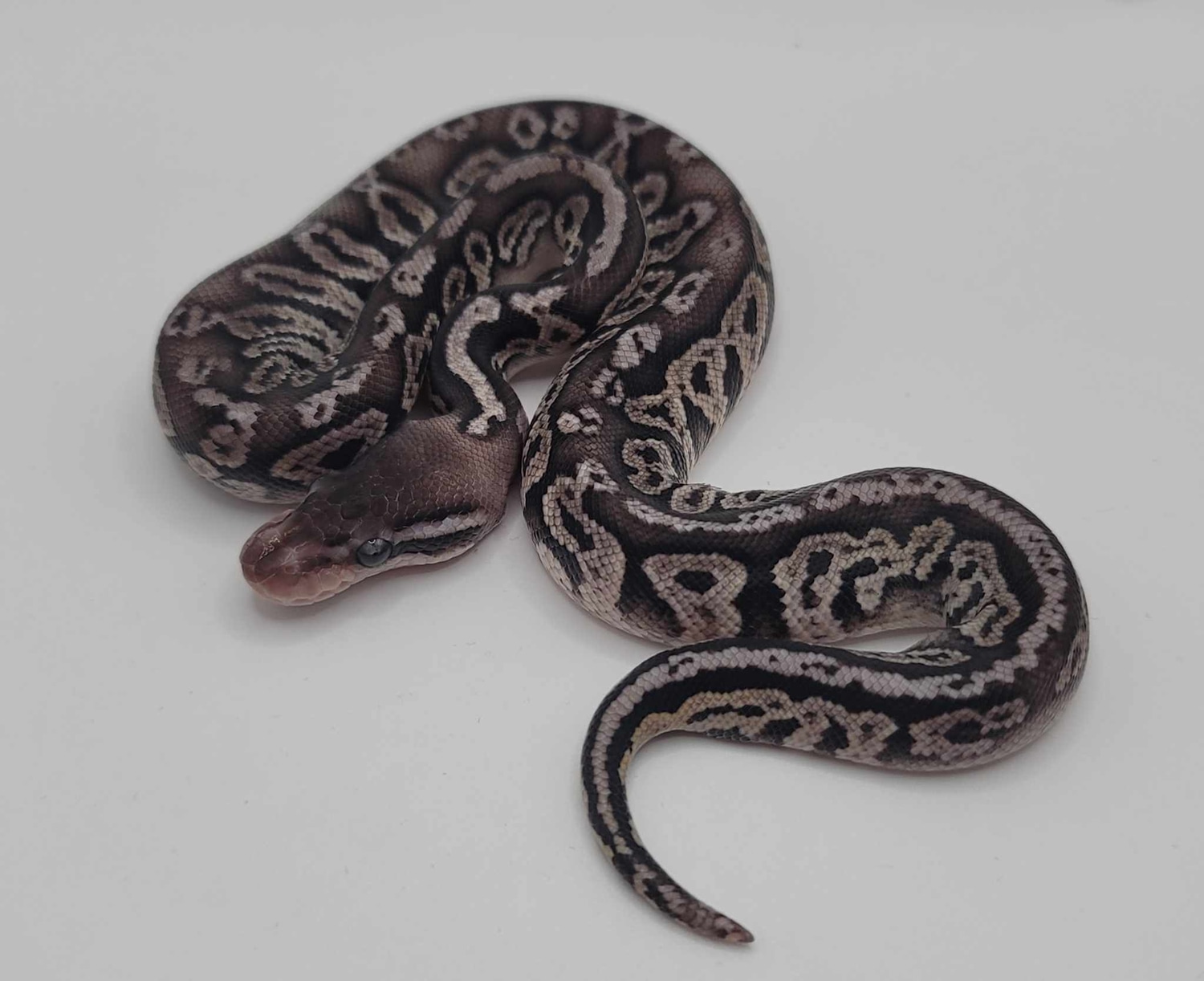 Black Pewter Het Hypo Poss YB/Asphalt Ball Python by Sneaky Snakes Pythons - MorphMarket