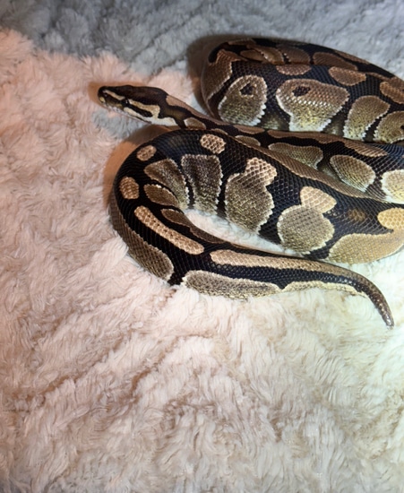 Normal Male Ball Python by Candy shop pythons