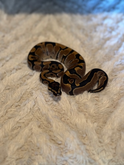 Enchi Leopard Calico Ball Python by Candy shop pythons