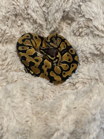Pastel Het Axanthic (VPI) Het Albino Ball Python by Candy shop pythons