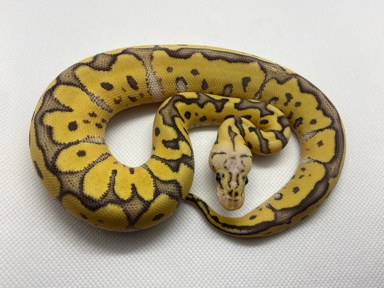 Killer Clown Ball Python by ASroyals - MorphMarket