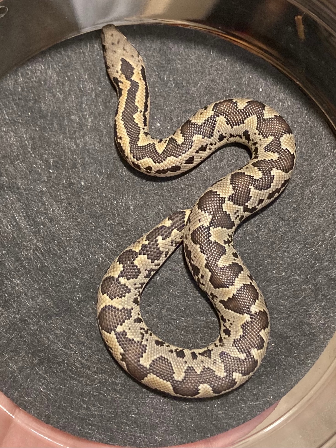 Rough-Scaled Sand Boa by Diggin’ Boas - MorphMarket