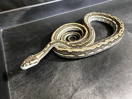 Russian/Baylin Tiger Coastal Carpet Python by Abraham Muldowney Herps