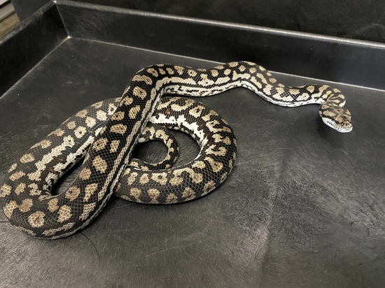 Maugg/Schofield Line Inland Carpet Python by Abraham Muldowney Herps