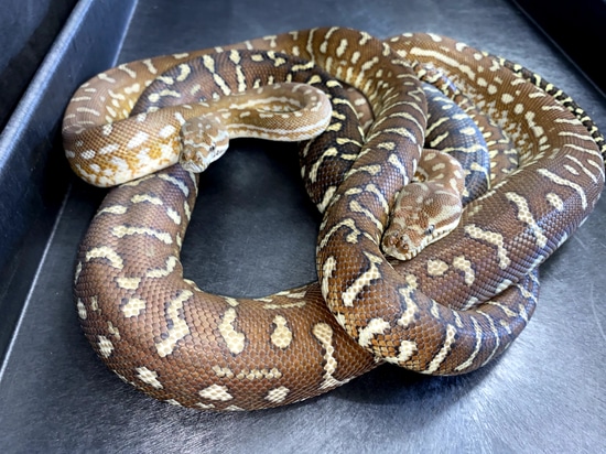 100% Hypo Bredls Python Pair Centralian Carpet Python by Abraham ...