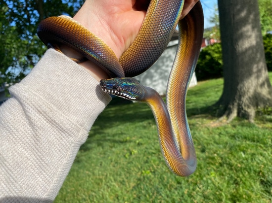 LTC Northern White Lipped Python White-Lipped Python by Abraham ...