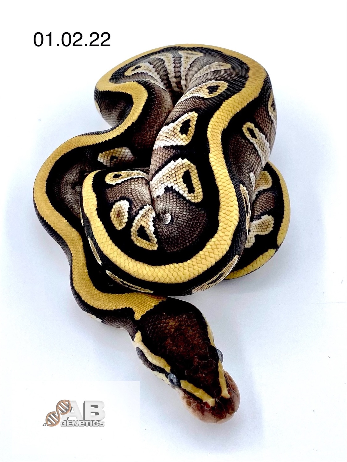 Mojave Het Clown Ball Python by AB Genetics - MorphMarket