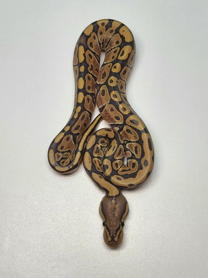 Hypo 50% Het Clown Ball Python by AB Genetics