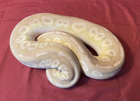 Crystal Ball Python by AllegrosaurusReptiles