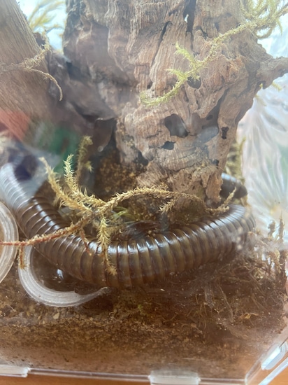 X2 Giant African Olive Millipedes by Abi62Exoticparadise