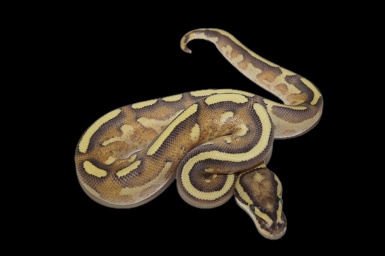Asphalt Enchi Spark Het Clown Ball Python by ABKS